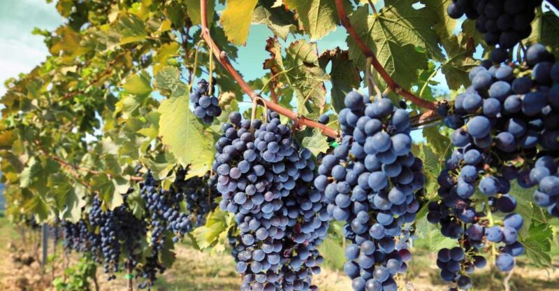 From Madrid: Alcalá de Henares, Winery Tour & Wine Tasting - An Overview of the Itinerary