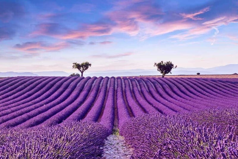 From Madrid: Brihuega Lavender Fields Guided Tour - An In-Depth Look at the Tour