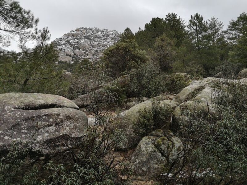 From Madrid: Day Trip to Guadarrama National Park - Wildlife and Nature Observation