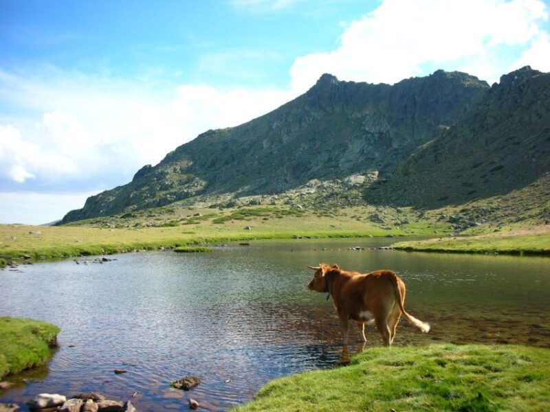 From Madrid: Guadarrama National Park Private Tour - Final Thoughts