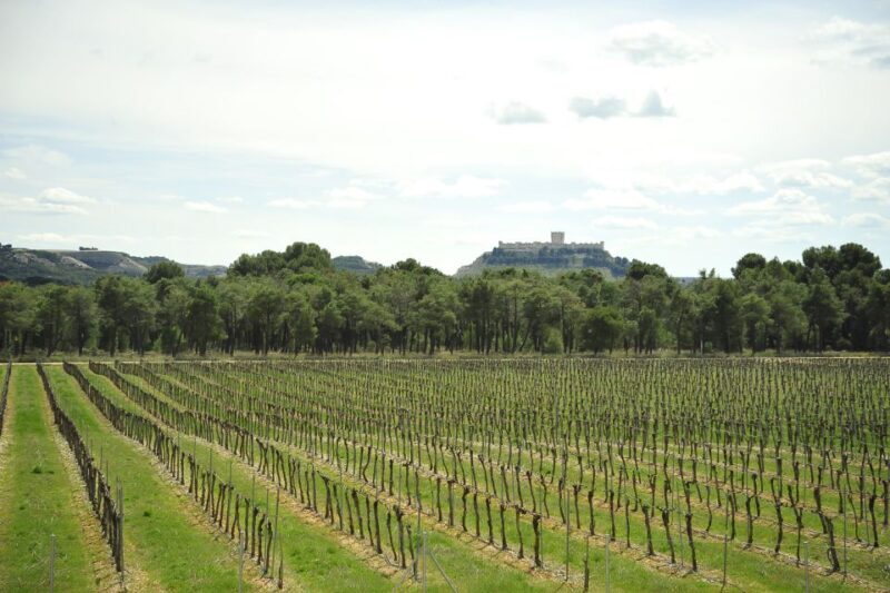 From Madrid: Ribera del Duero Tour of 3 Different Wineries - A Detailed Look at the Ribera del Duero Wineries Tour from Madrid