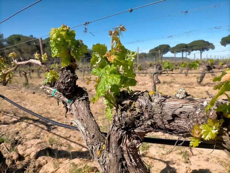 From Madrid: Ribera del Duero Wine Tour with Local Lunch - Who Will Love This Experience?