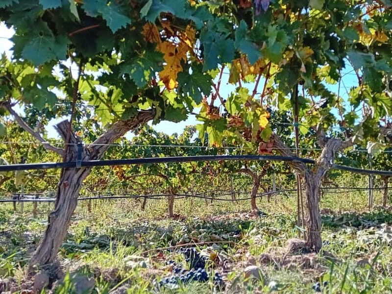 From Madrid: Ribera del Duero Wine Tour with Local Lunch - FAQ