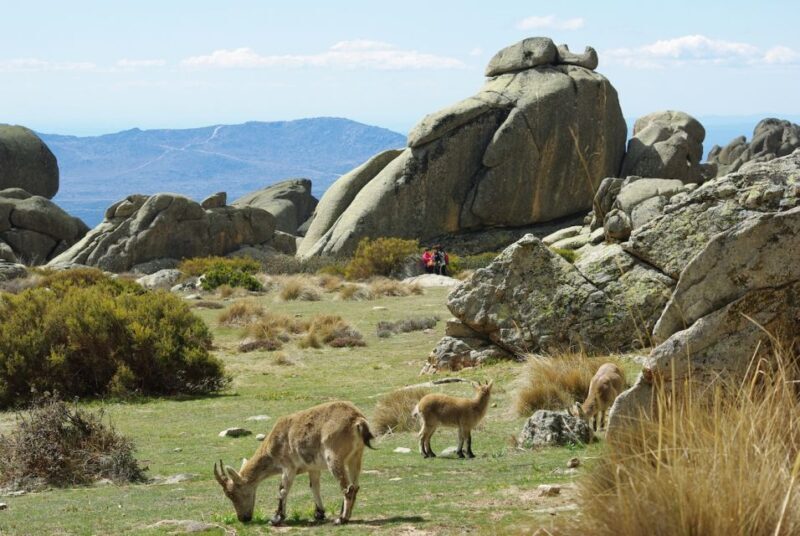 From Madrid: Sierra de Guadarrama Hiking Day Trip - What to Expect in Terms of Logistics and Comfort