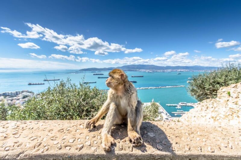 From Malaga and Costa del Sol: Gibraltar Sightseeing Tour - What could be improved?
