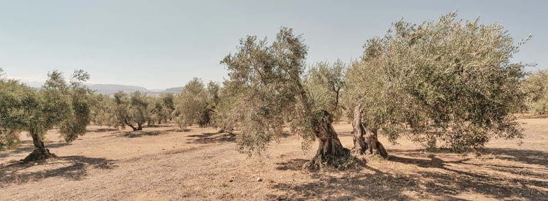 From Malaga: Antequera Heritage and Oil Mill land - Key Points