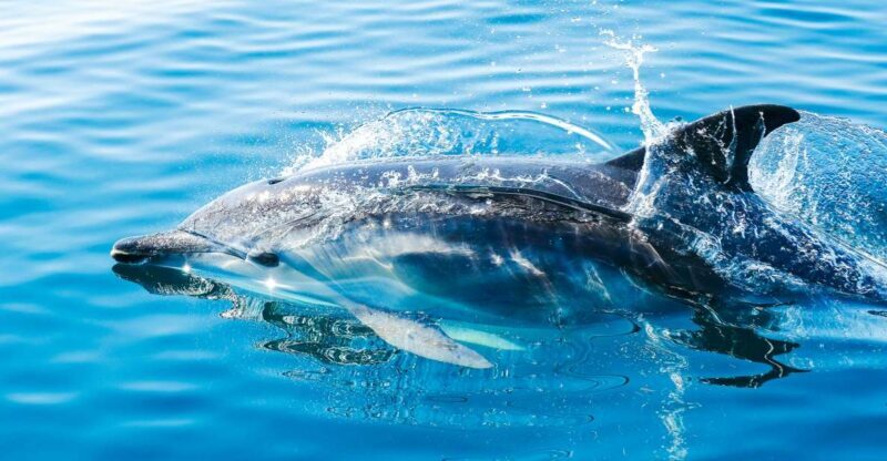 From Malaga: Day trip to Gibraltar and Dolphin Boat Tour - The Journey Begins: Transport and Pickup