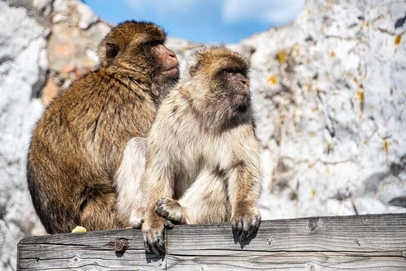 From Málaga: Gibraltar Day Trip - An In-Depth Look at the Gibraltar Day Trip from Malaga