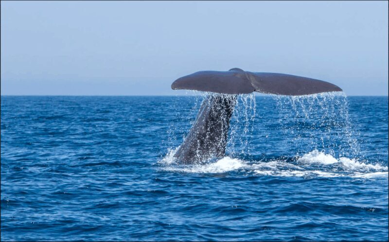 From Malaga: Guided tour in Tarifa with whale-watching and dolphin watching - Key Points
