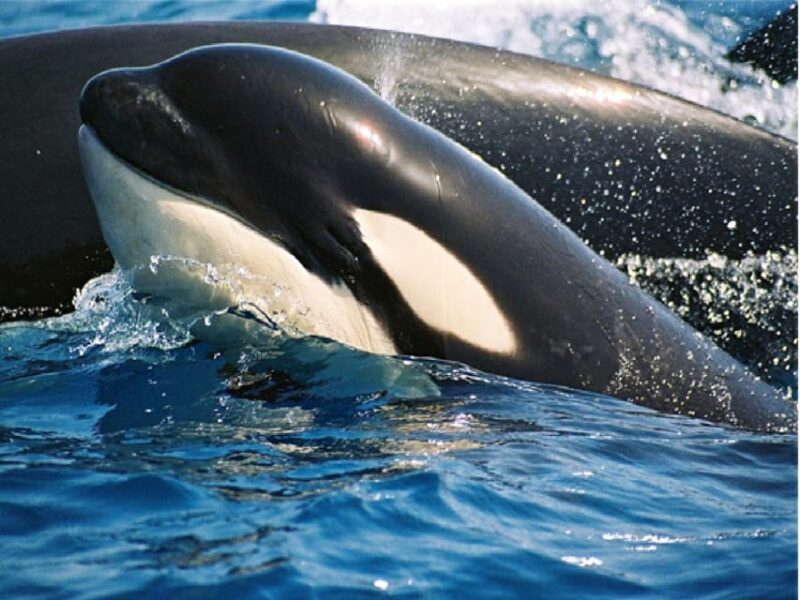 From Malaga: Guided tour in Tarifa with whale-watching and dolphin watching - Detailed Itinerary Breakdown