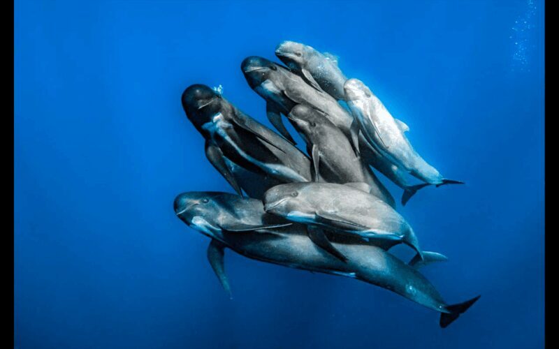 From Malaga: Guided tour in Tarifa with whale-watching and dolphin watching - FAQs