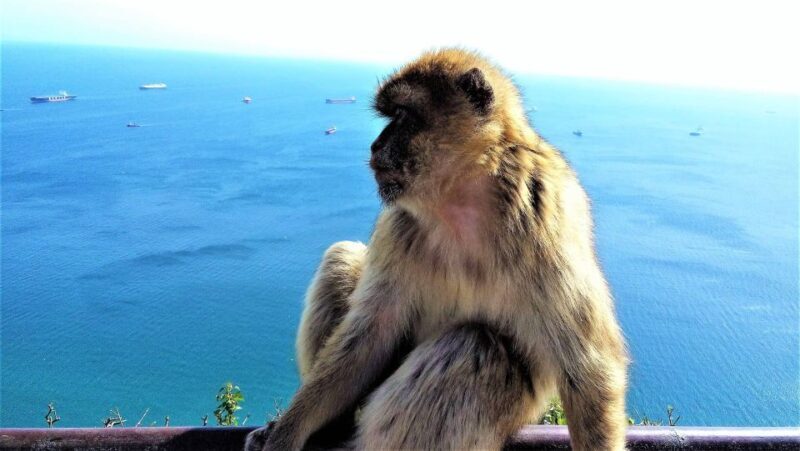 From Málaga or Marbella: Private Gibraltar Tour - Introduction