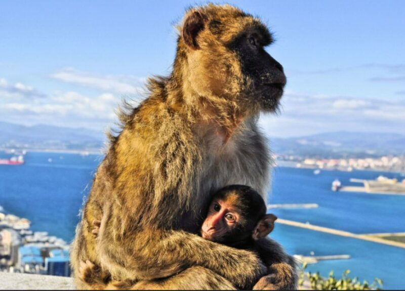 From Malaga: Private Gibraltar Highlights Day Trip - Final Thoughts