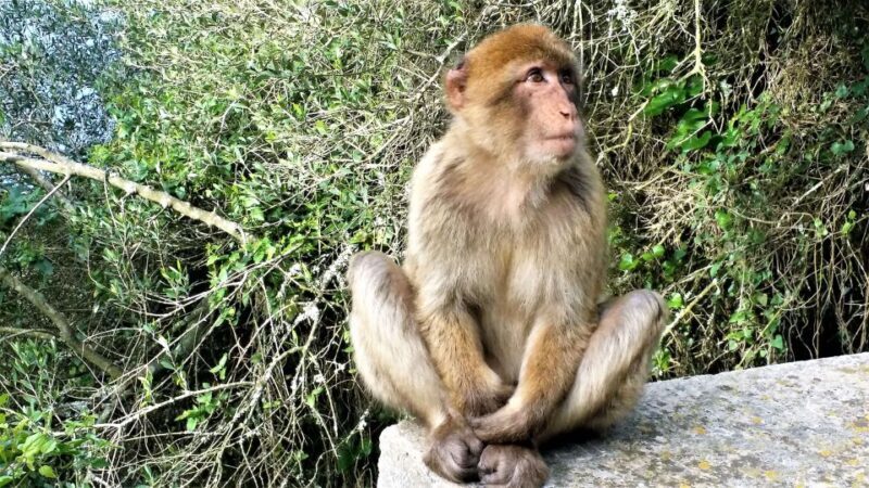 From Málaga: private trip in Gibraltar and Marbella - Who This Tour Is Best For