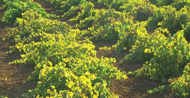 From Marbella: Antequera Wine Tour with Tastings and Lunch - A Closer Look at the Experience