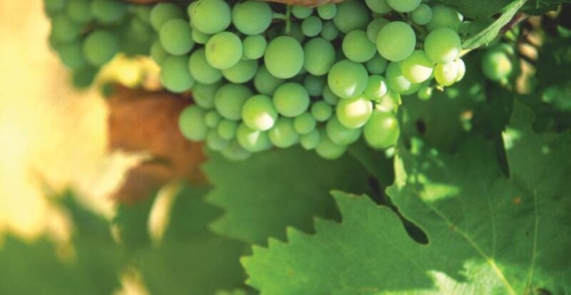 From Marbella: Axarquia Wine Tour with Wine Pairing Lunch - Authentic Wine Experiences Outside Marbella