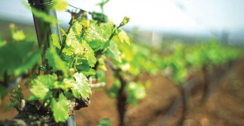 From Marbella: Axarquia Wine Tour with Wine Pairing Lunch - More Details on the Itinerary