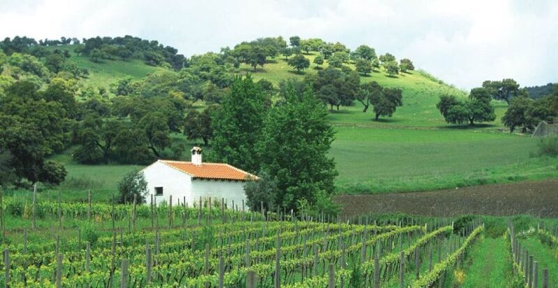 From Marbella: Classic Ronda Tour, 2 winery visits & lunch - Key Points