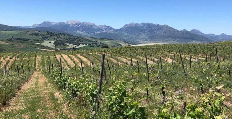 From Marbella: Classic Ronda Tour, 2 winery visits & lunch - Transportation and Group Size