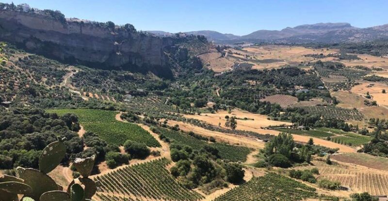 From Marbella: Classic Ronda Tour, 2 winery visits & lunch - Who Should Consider This Tour?