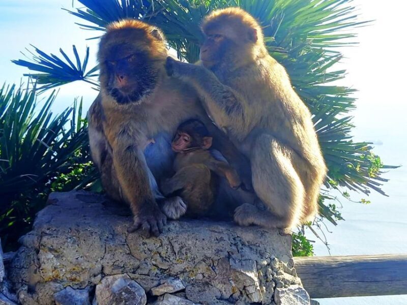 From Marbella: Guided Private Trip to Gibraltar and Estepona - What Is This Tour All About?