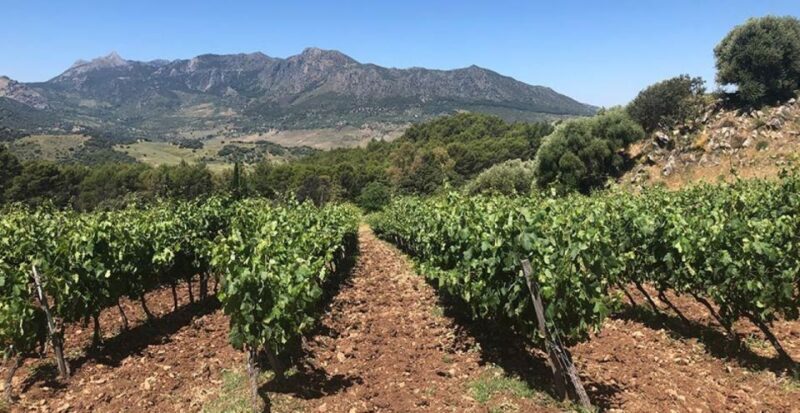 From Marbella: Ronda Tour Wineries Tour with Lunch - An In-Depth Look at the Ronda Wineries Tour from Marbella