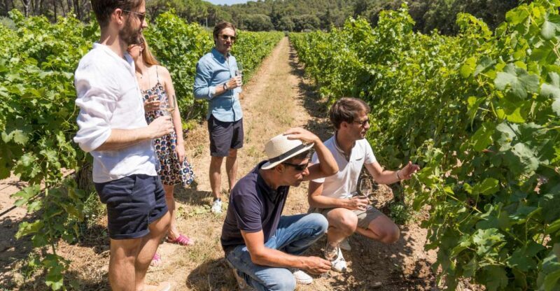From Marseille: Bandol & Cassis Full-day Wine tour - A close look at the experience