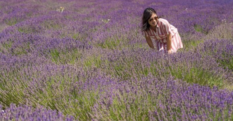 From Marseille: Valensole Lavender Full-Day tour - Key Points