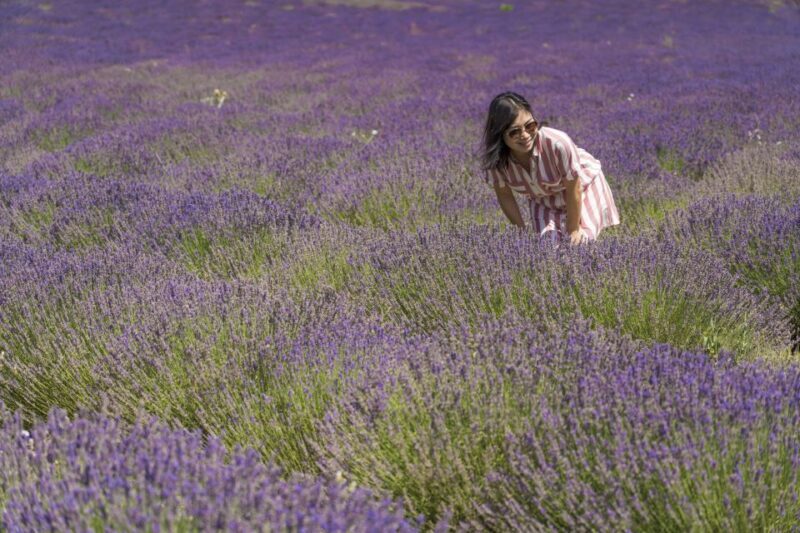 From Marseille: Valensole Lavender Full-Day tour - Authentic Reviews from Travelers