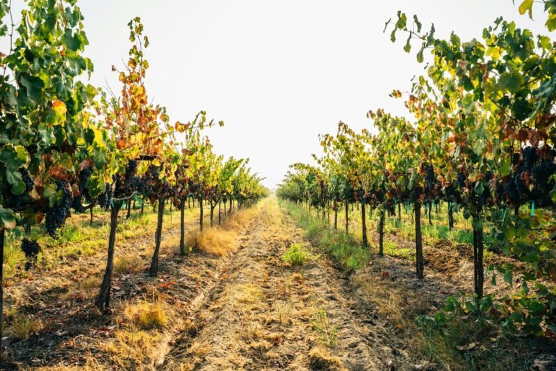From Matera: Half-Day Wine Tour to Ginosa with Tasting - Why This Tour Offers Good Value