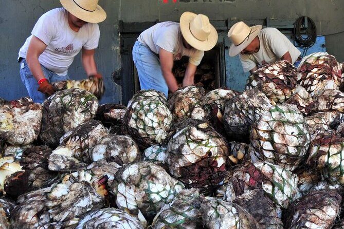 From Mazatlan - La Noria Artisan Tour The Blue Agave - A Closer Look at the Experience