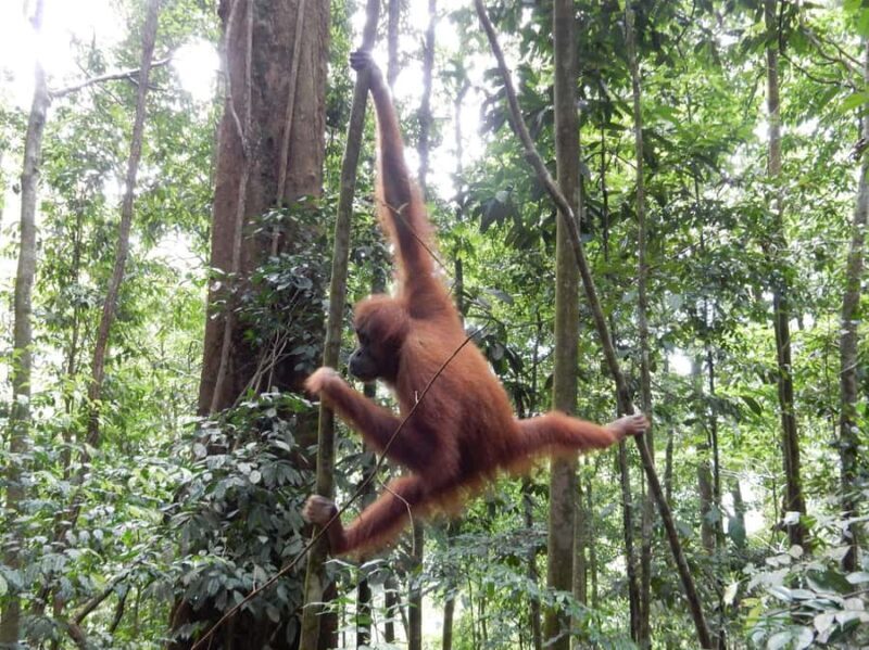 From Medan: 4 day tour to Bukit Lawang incl. jungle trek - Final Thoughts: Is It Worth It?