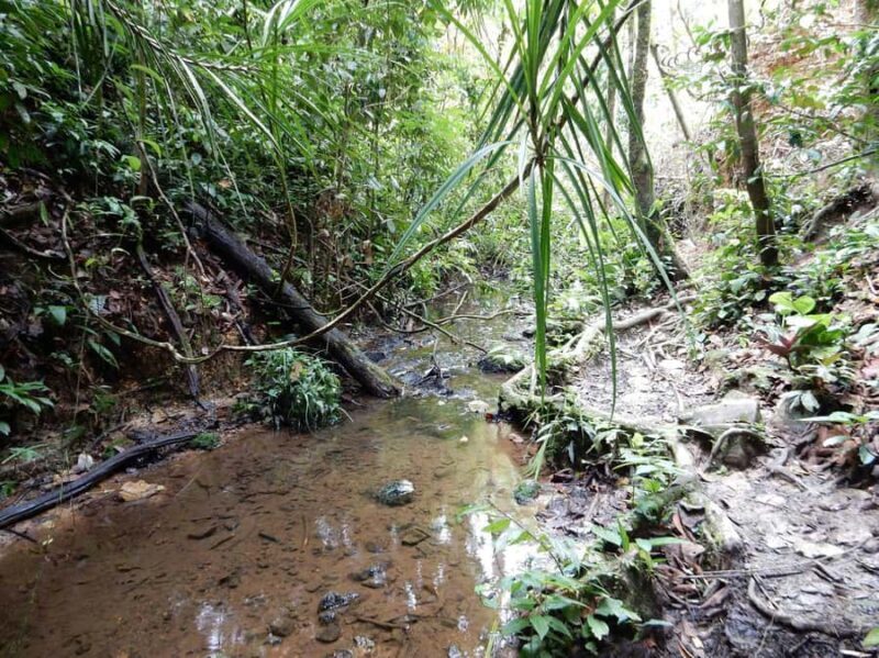 From Medan: 4 day tour to Bukit Lawang incl. jungle trek - FAQ