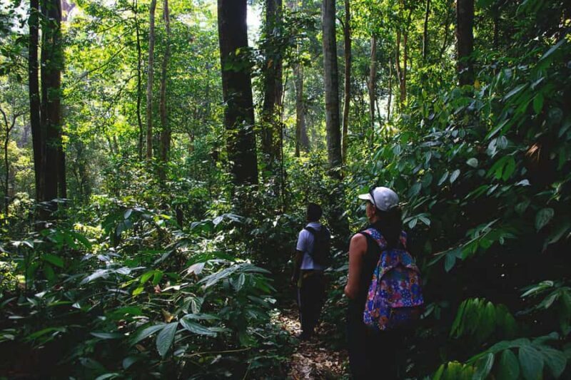 From Medan : Jungle Trekking for Orang Utan at Mount Leuser - Key Points