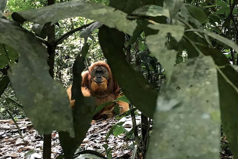 From Medan : Jungle Trekking for Orang Utan at Mount Leuser - The Itinerary: What Exactly Does the Tour Involve?