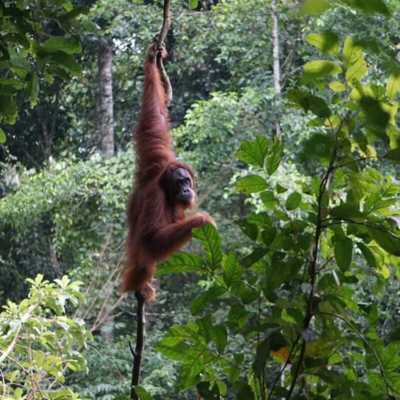 From Medan: Magnificent View & Jungle Trekking in Sumatra - Key Points