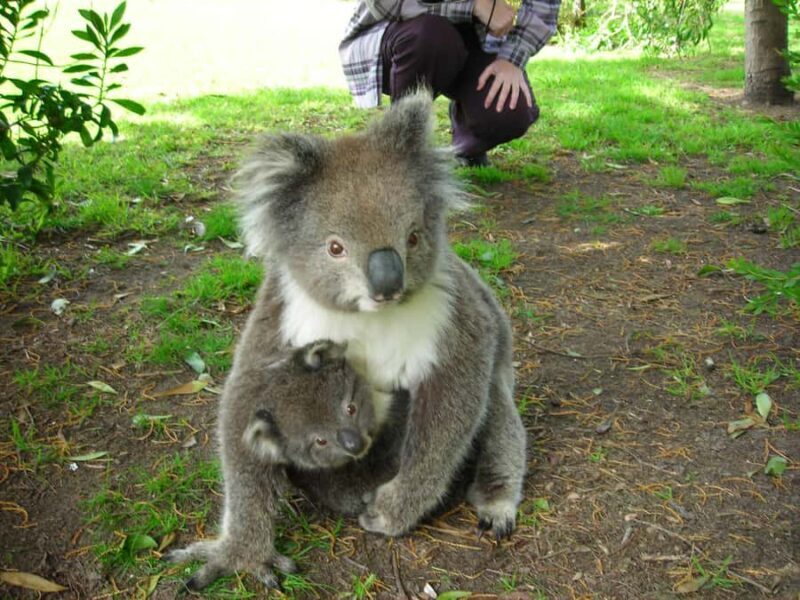 From Melbourne: 3-Day Great Ocean Road Tour with Lodging - FAQ