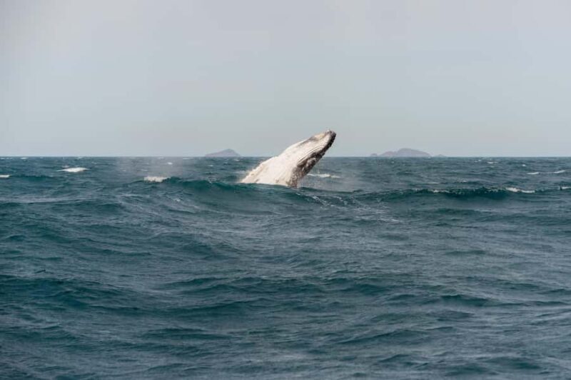 From Melbourne: 5-Day Victorian Alps & Gippsland Lakes Trip - Why This Tour Is Worth Considering