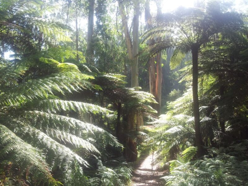 From Melbourne: Dandenong Ranges Private Day Tour - An Intro to the Dandenong Ranges Private Tour