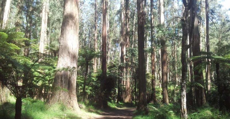 From Melbourne: Dandenong Ranges Private Day Tour - Why This Tour Delivers Value