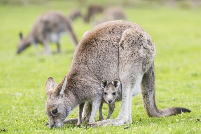 From Melbourne: Grampians National Park Bushwalking Tour - Iconic Lookouts and Geological Marvels