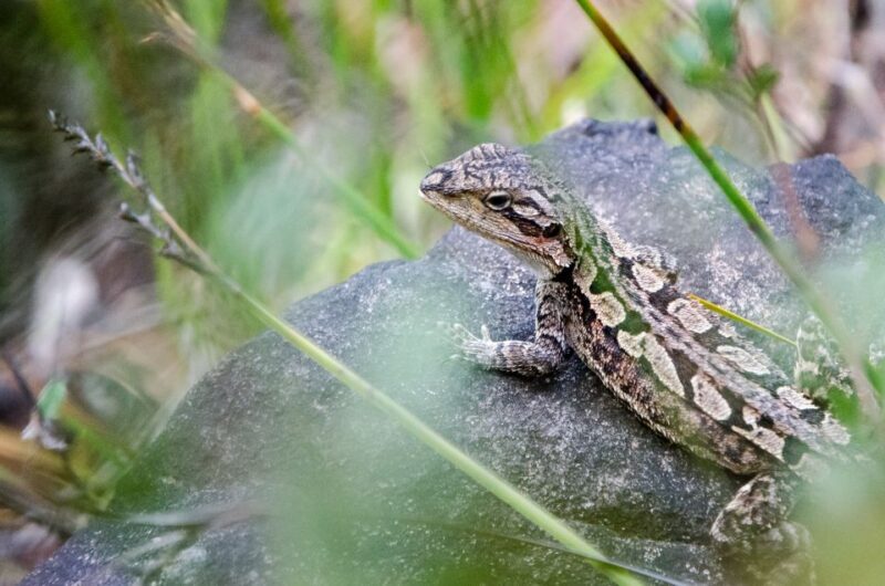 From Melbourne: Grampians National Park Bushwalking Tour - Practical Aspects and Value