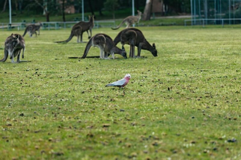 From Melbourne: Grampians National Park Group Tour - How the Tour Starts and What You Can Expect