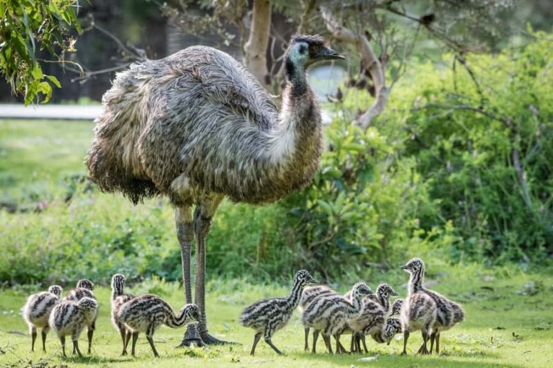 From Melbourne Grampians National Park Kangaroos Guided Tour - The Sum Up
