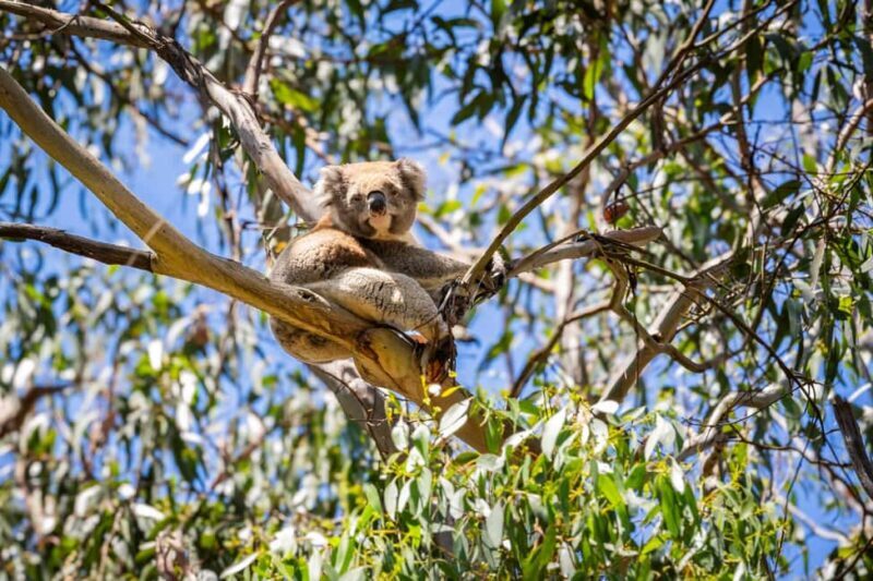 From Melbourne: Great Ocean Road Boutique Tour in Reverse - The Small Group Advantage