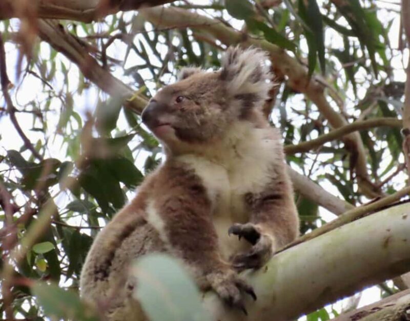 From Melbourne: Great Ocean Road Boutique Tour in Reverse - Value and Pricing