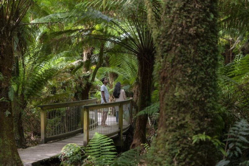 From Melbourne: Great Ocean Road Eco Tour with Lunch - The Journey to the Shipwreck Coast