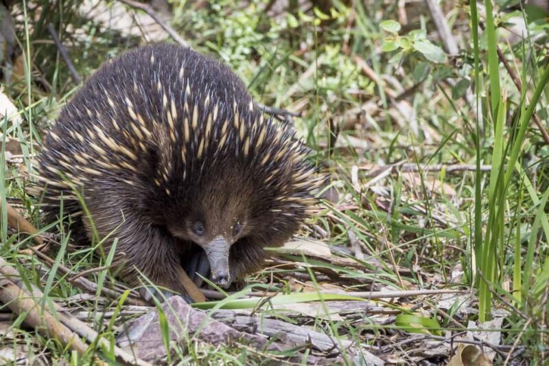 From Melbourne: Great Ocean Road Eco Tour with Lunch - The Return Journey