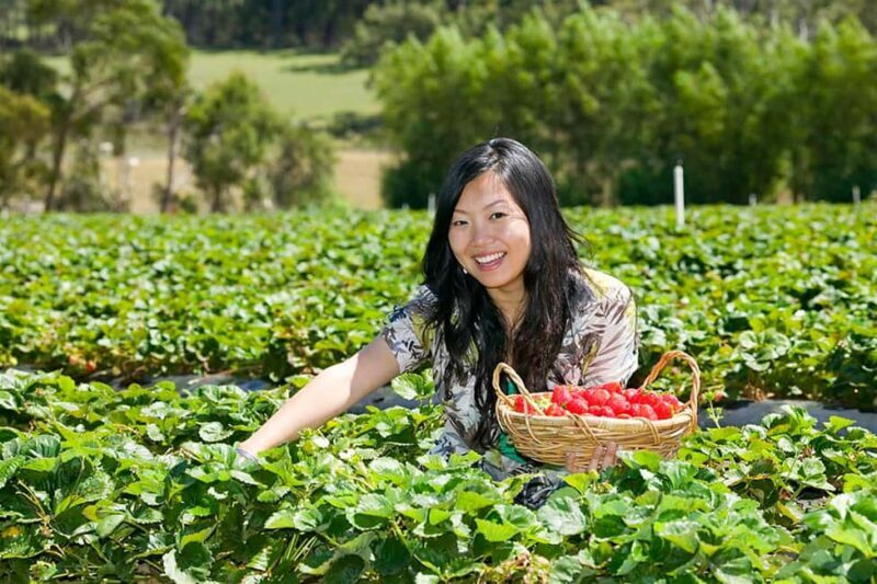 From Melbourne: Mornington Peninsula: Sightseeing Tour - FAQ: Your Practical Questions Answered