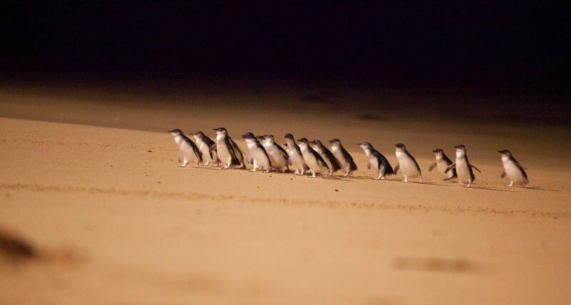 From Melbourne: Penguin Parade Afternoon Tour - Key Points